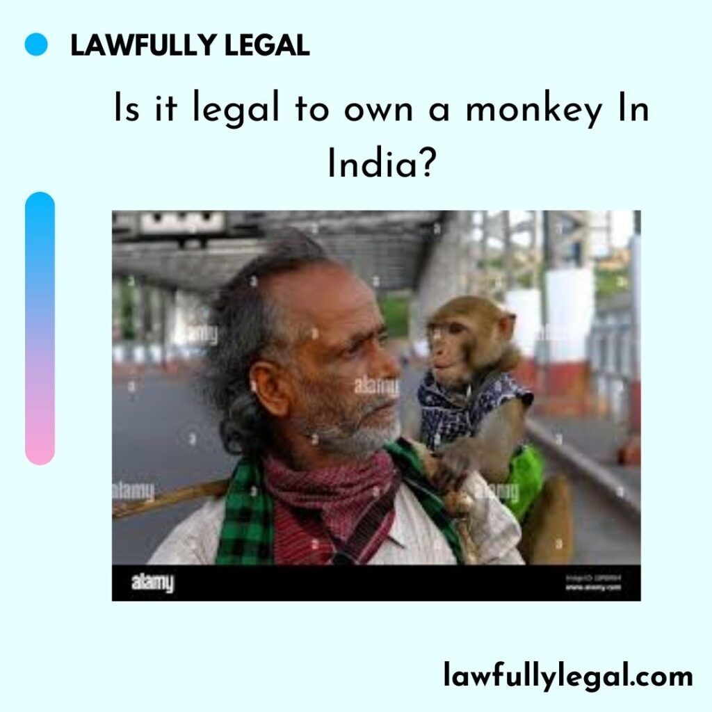 Is it legal to own a monkey In India? - Lawfully Legal